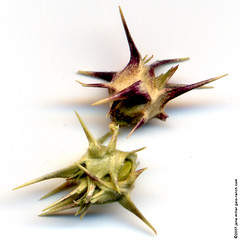 I've Got a Strong Dislike for Sandburs > General Discussion > AR15.COM