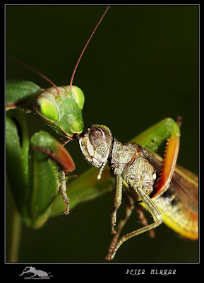 PETER'S MACRO FOTOBLOG: Bogomolka (Mantis religiosa) in njen plen