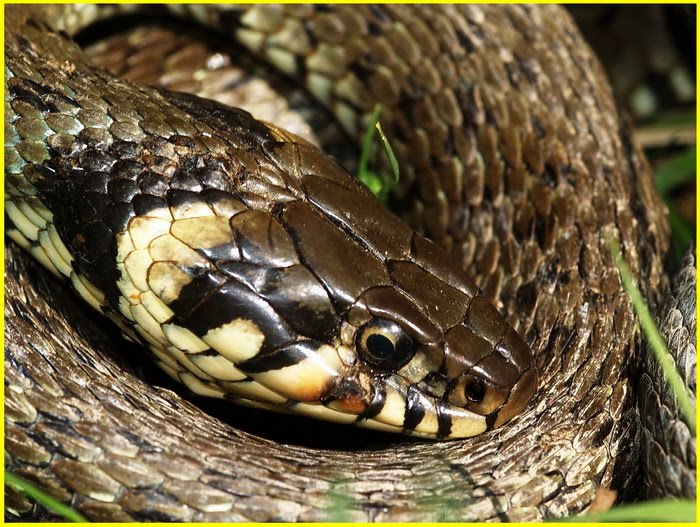 PETER'S MACRO FOTOBLOG: Belouška (Natrix natrix)