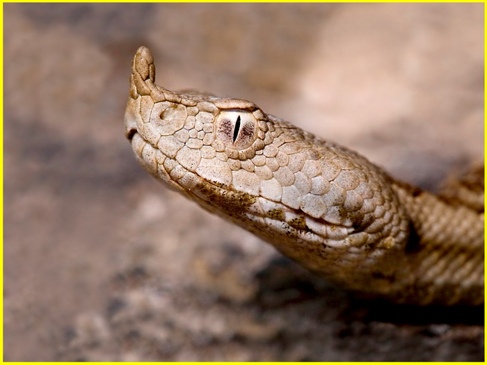 PETER'S MACRO FOTOBLOG: modras (Vipera ammodytes) - portret