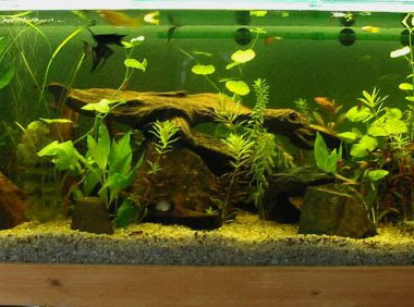 Aquarium Decorations Creating Homes for Fishes