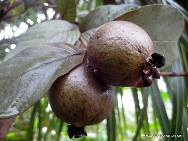 PADVAL AGRICULTURE AND FARM ENTERPRISES: Plantation and Fruit Crops