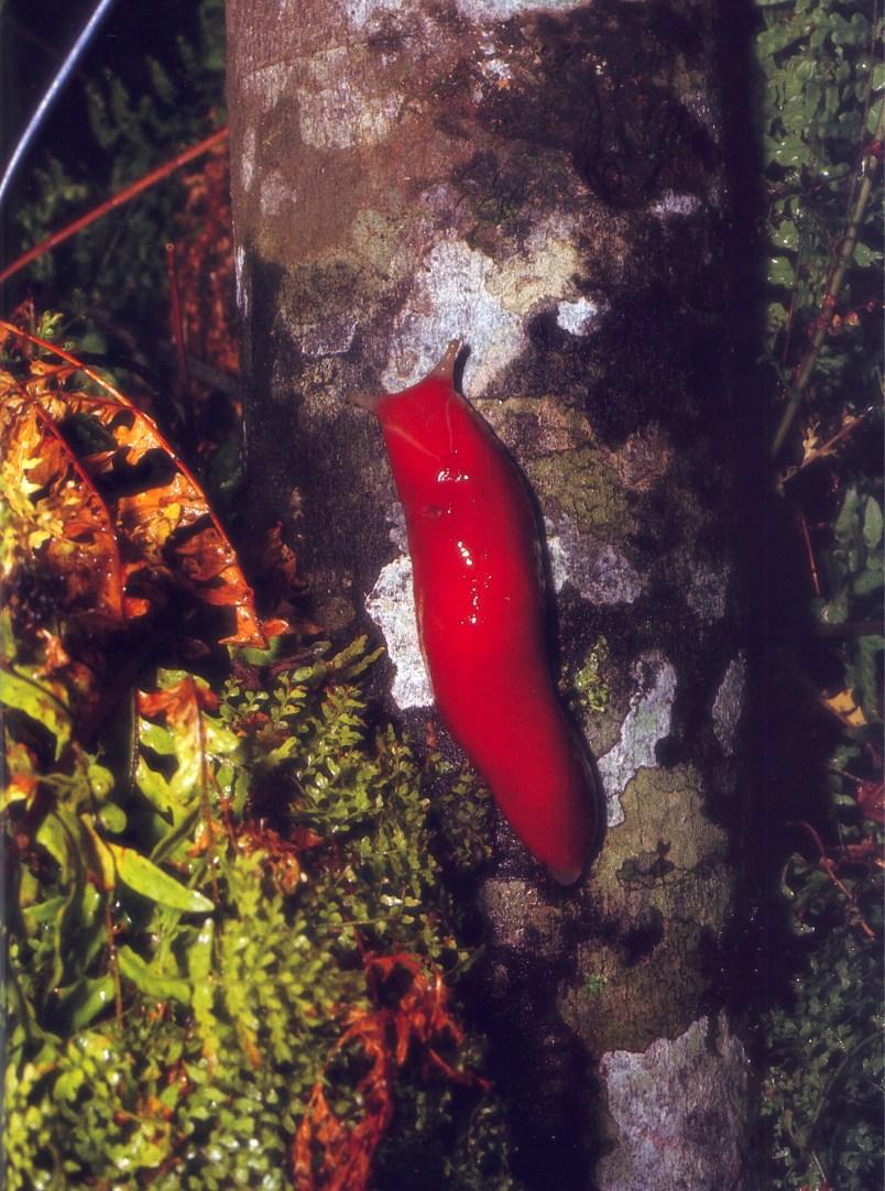 The Red Slug's Blog on anything that crosses his mind: October 2010