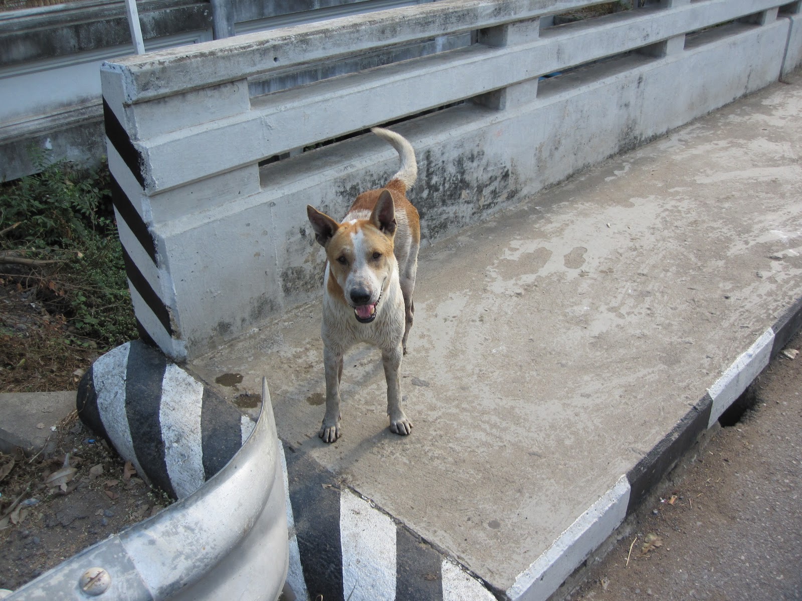 Adventures in Thailand: Parade of Soi Dogs