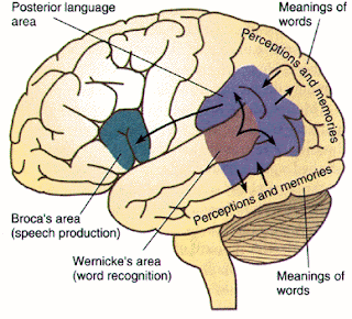 Social Neuroscience: Disorders, Methods & Findings: Broca's Aphasia