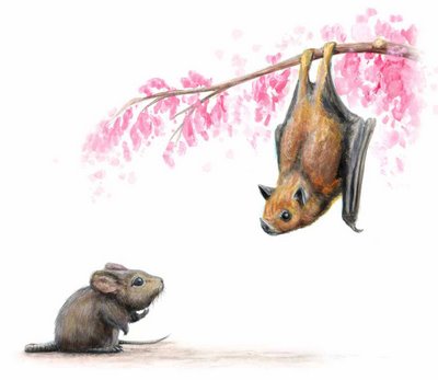 EL RINCON DEL ZAMBO: La ratita y el murciélago