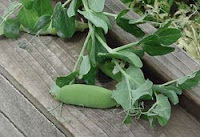 Front Range Food Gardener: Peas please
