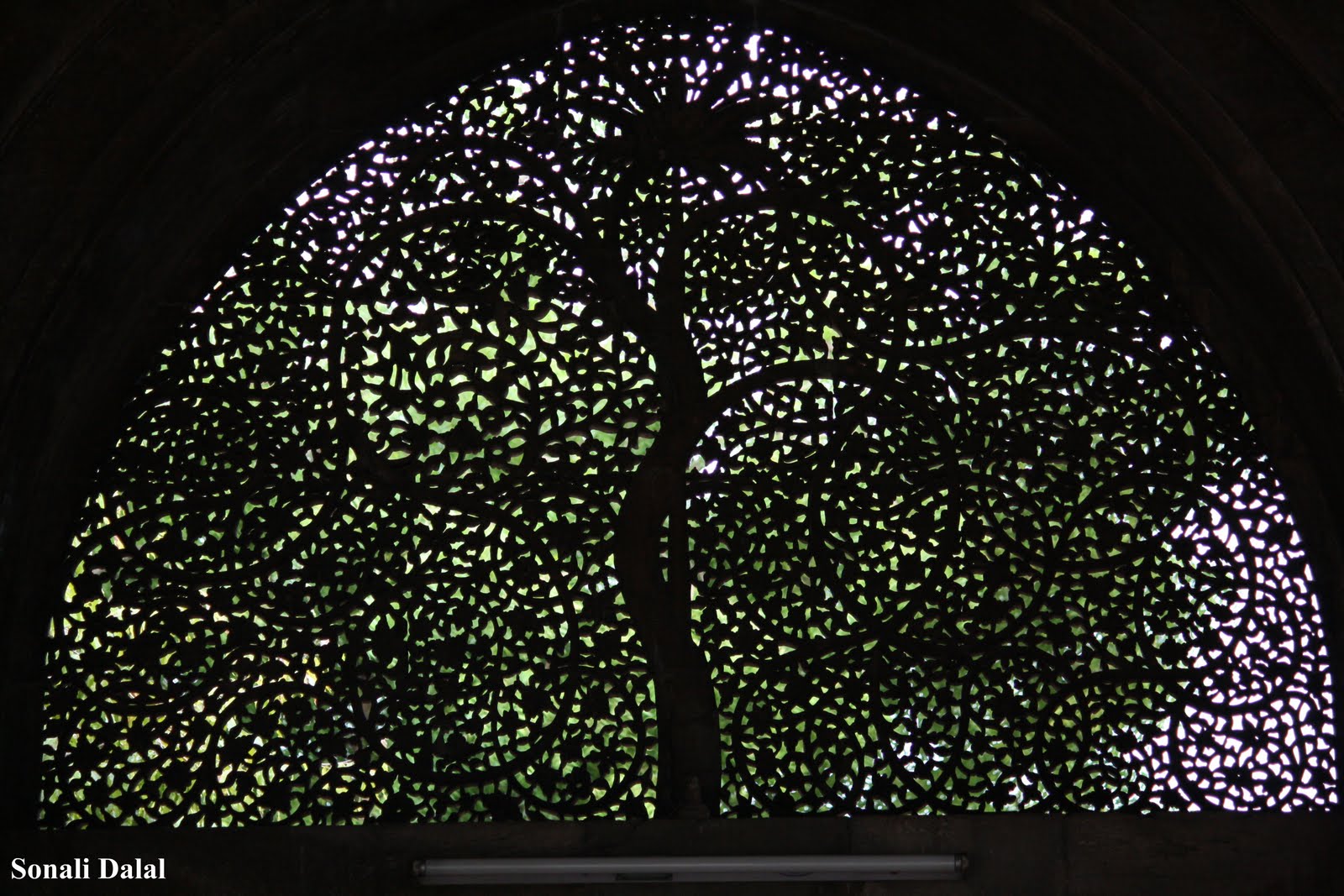 Photography and beyond: Sidi Saiyad's Jali (Lattice Window), Ahmedabad ...