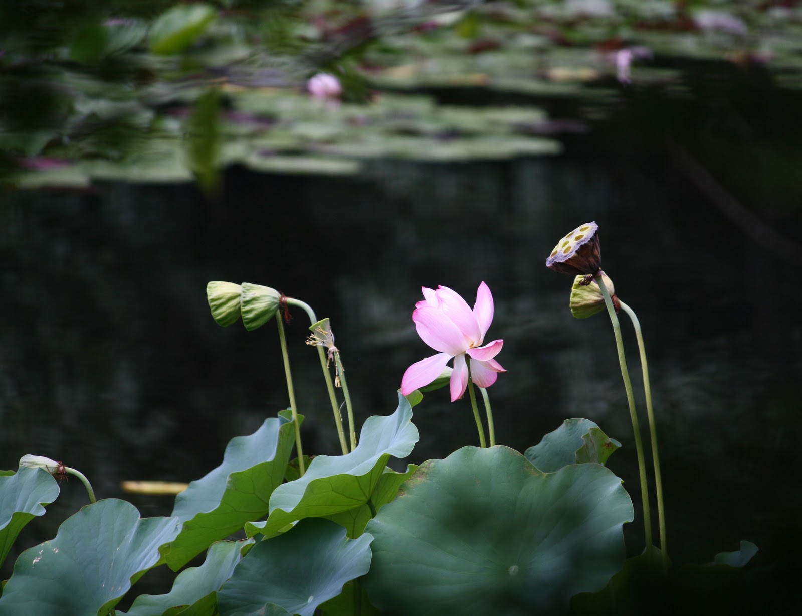 Photography and beyond: Lotus- National Flower of India