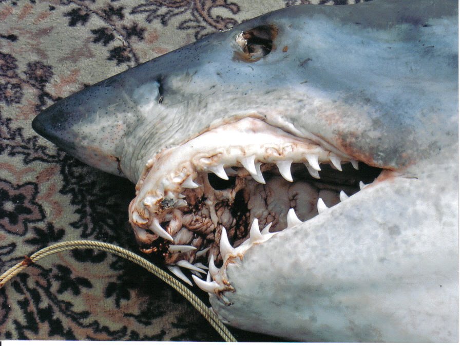 Muticaria: Sharks in Malta Part II - A killer reputation