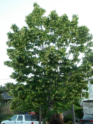 Hobbies In Harmony: A Yellow Harvest Festival