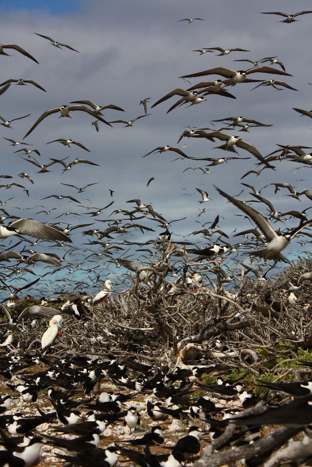Tales from Tern Island: Terns of Tern Island