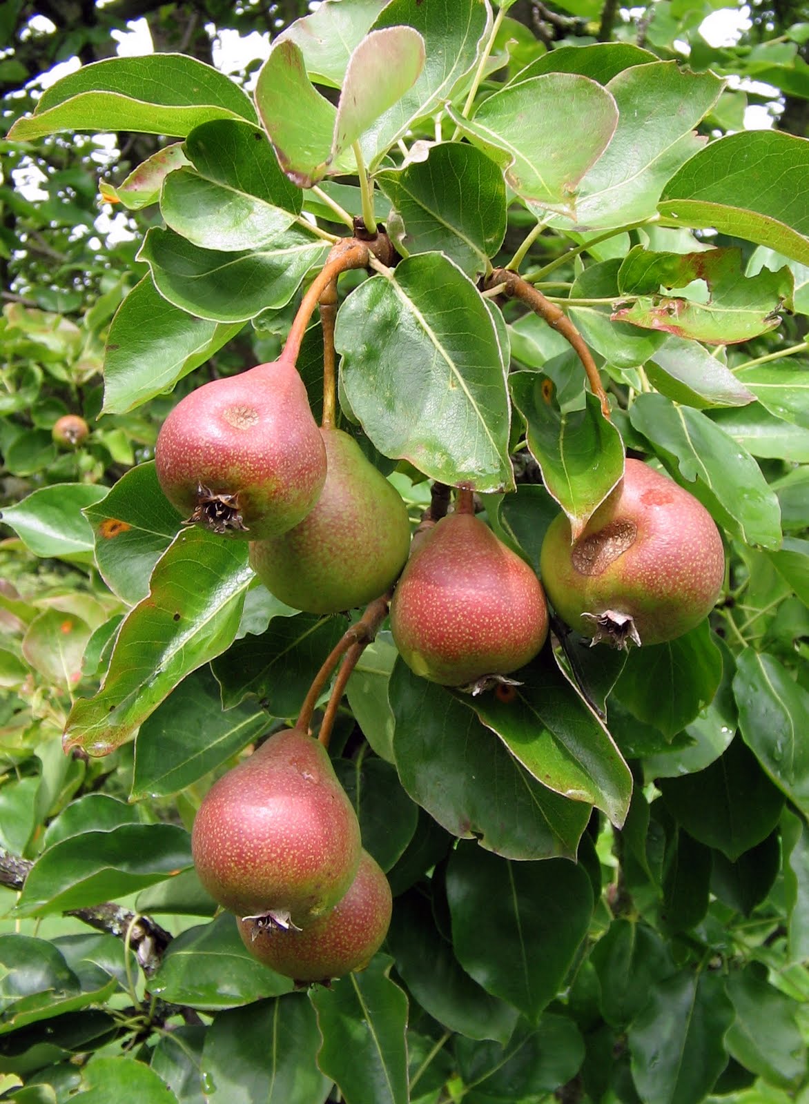 Rockingham Forest Cider: July 2010