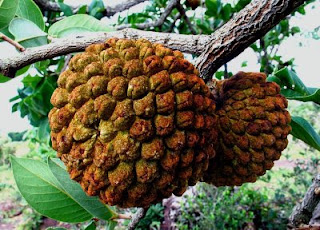 Caliandra do Cerrado: Banha de galinha - Uma fruta do bioma Cerrado