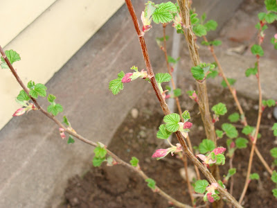 Saints and Spinners: Currant bushes