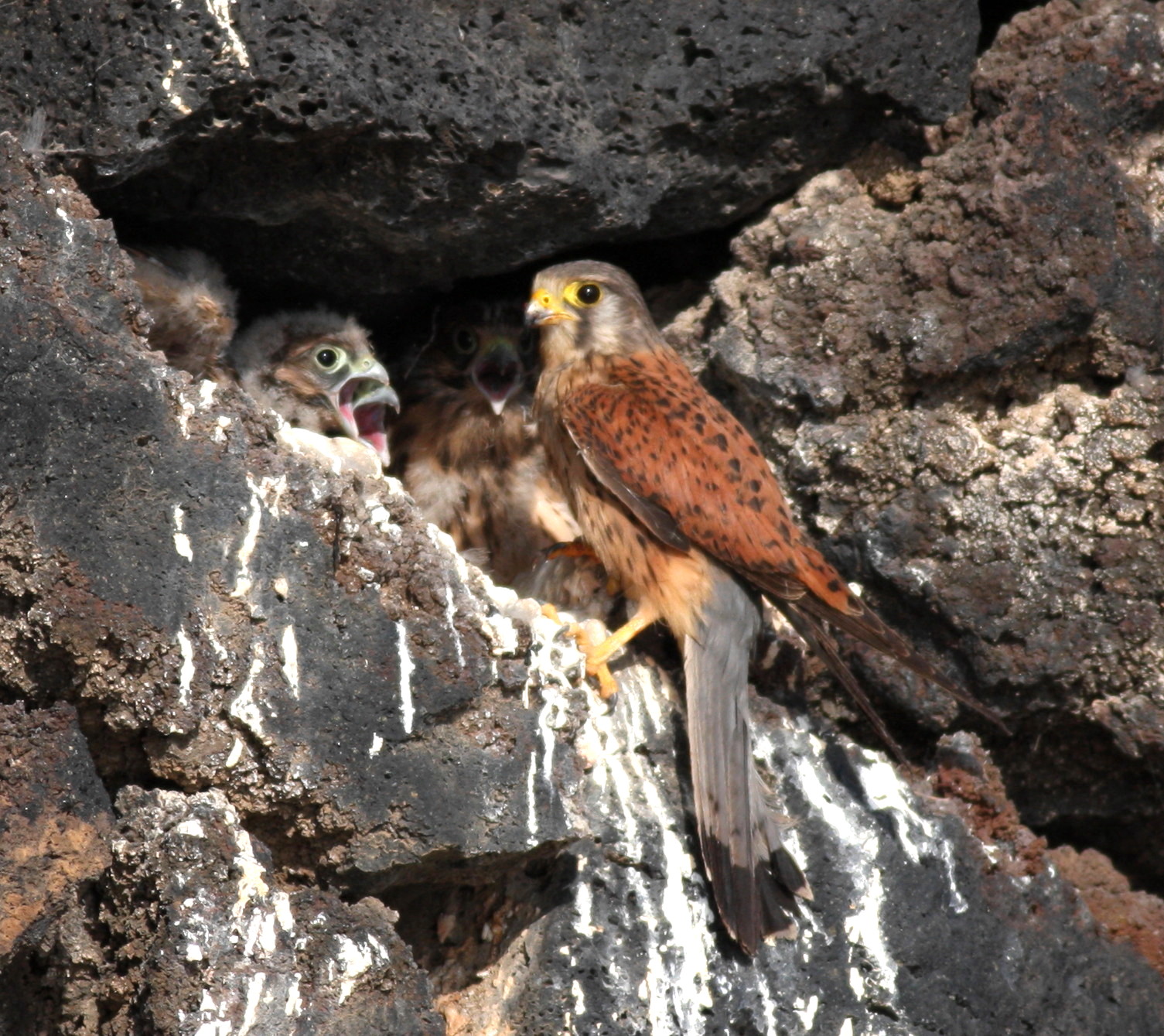 La Palma Birds: Common Kestrel (Late May 2010)