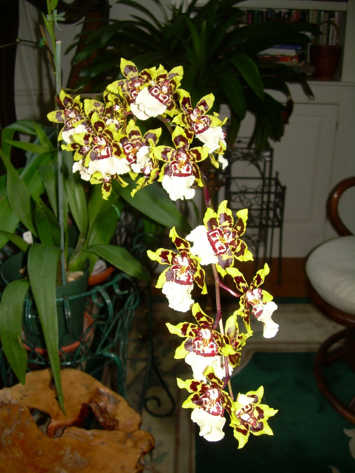 Orchids And Ikebana Oncidium Orchids Dancing Lady Orchids