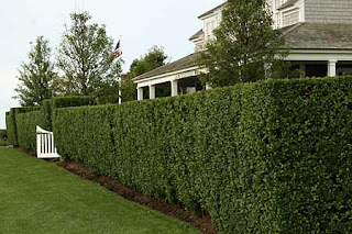 Gamm vert: A importância das sebes