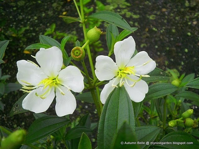 My Nice Garden: White Senduduk (Melastoma malabathricum) - Wordless ...