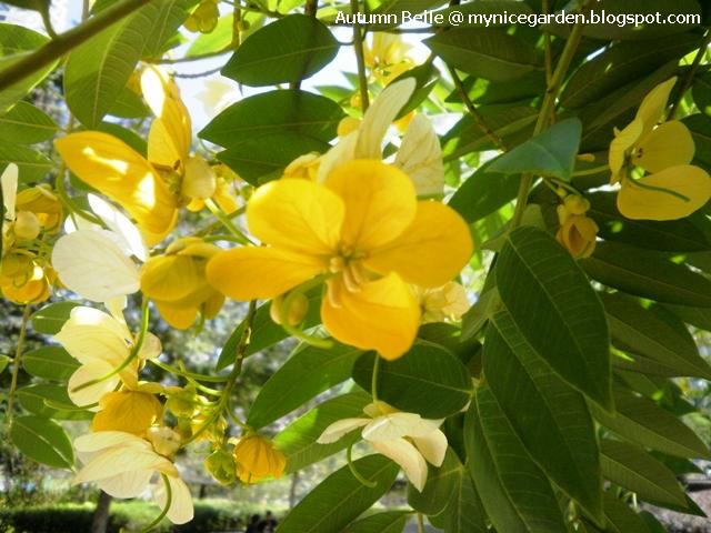 My Nice Garden: The Yellow Cassia Trees of KLCC Park