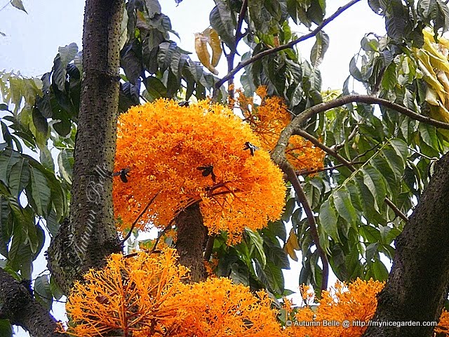 My Nice Garden: The Yellow Saraca thaipingensis Tree At KLCC Park