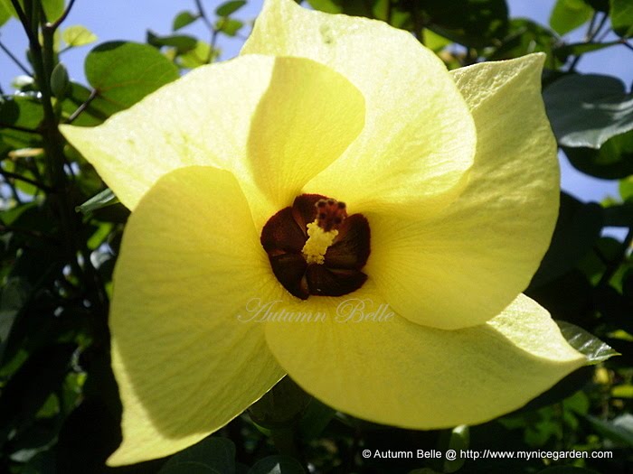 My Nice Garden: Hibiscus tiliaceus, Sea Hibiscus