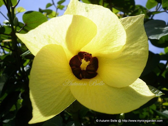 My Nice Garden: Hibiscus tiliaceus, Sea Hibiscus