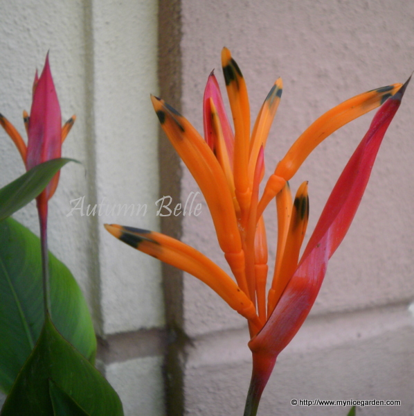 My Tropical Plants Finder: Heliconia psittacorum 'Andromeda'