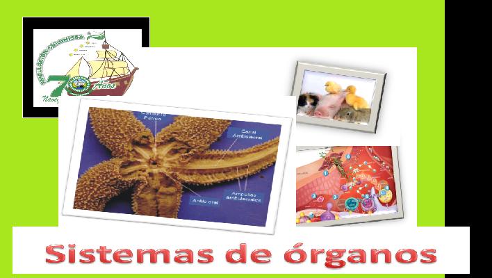 sistemas de organos: Sistema excretor (animales)
