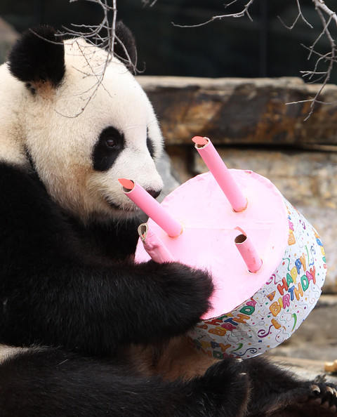 Lifestyles: Adelaide Panda Funi Celebrates First Australian Birthday