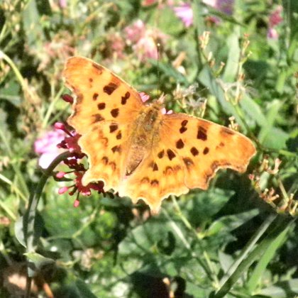 Comma Butterfly | English Wilderness