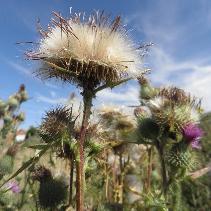 Thistledown | English Wilderness