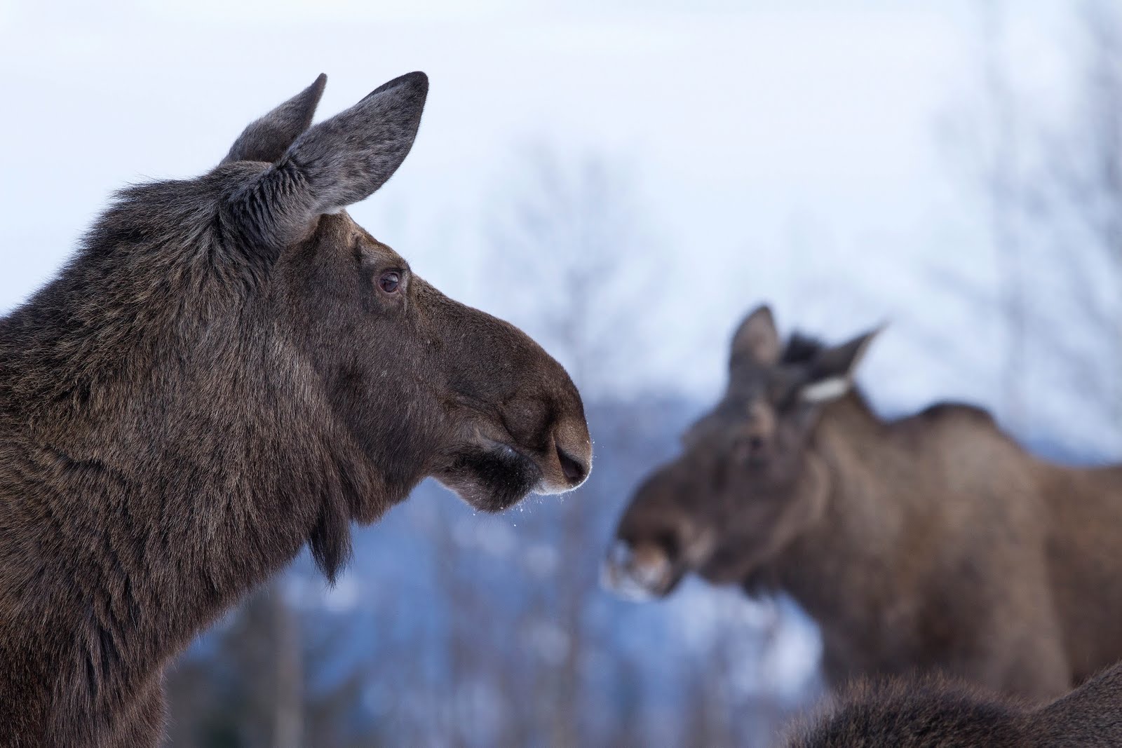 Nordic Wild: Elg og Rådyr i Overhalla