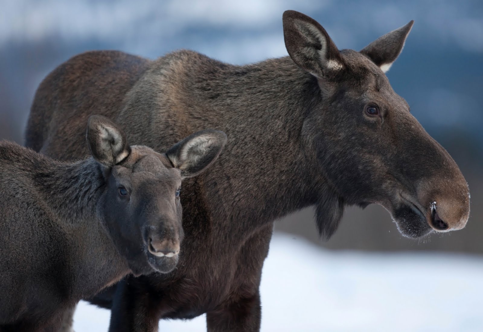 Nordic Wild: Elg og Rådyr i Overhalla