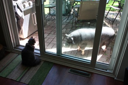 Czar of the Woods Farm: An Elephant Meets a Pig...or Dadddd, What the ...