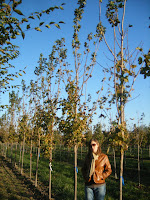 TORY'S TREES: Emerald Queen Norway Maple