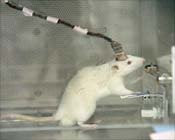 BRAIN COMPUTER INTERFACE: Animal BCI's research