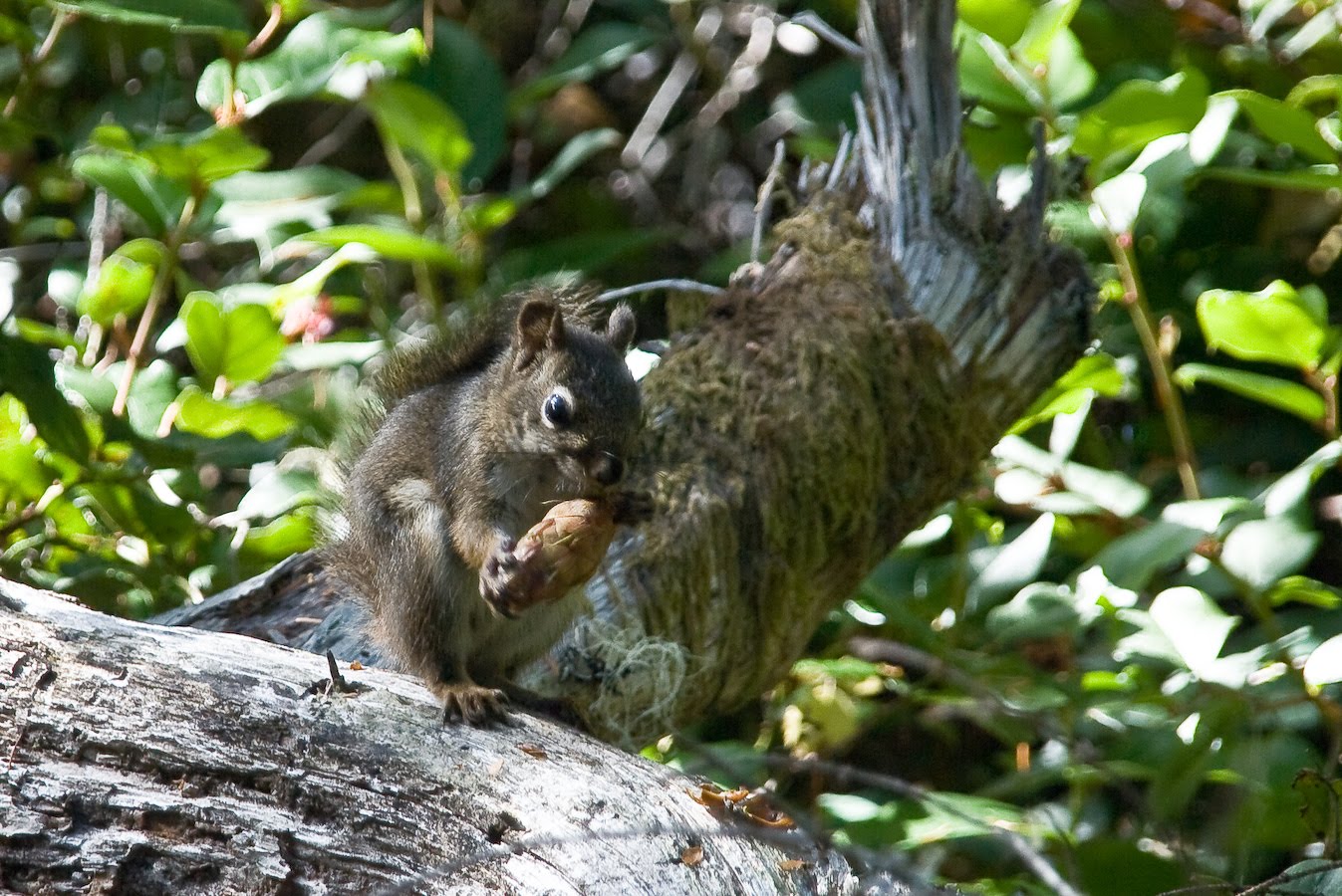 robin's blog: Mt Manuel Quimper