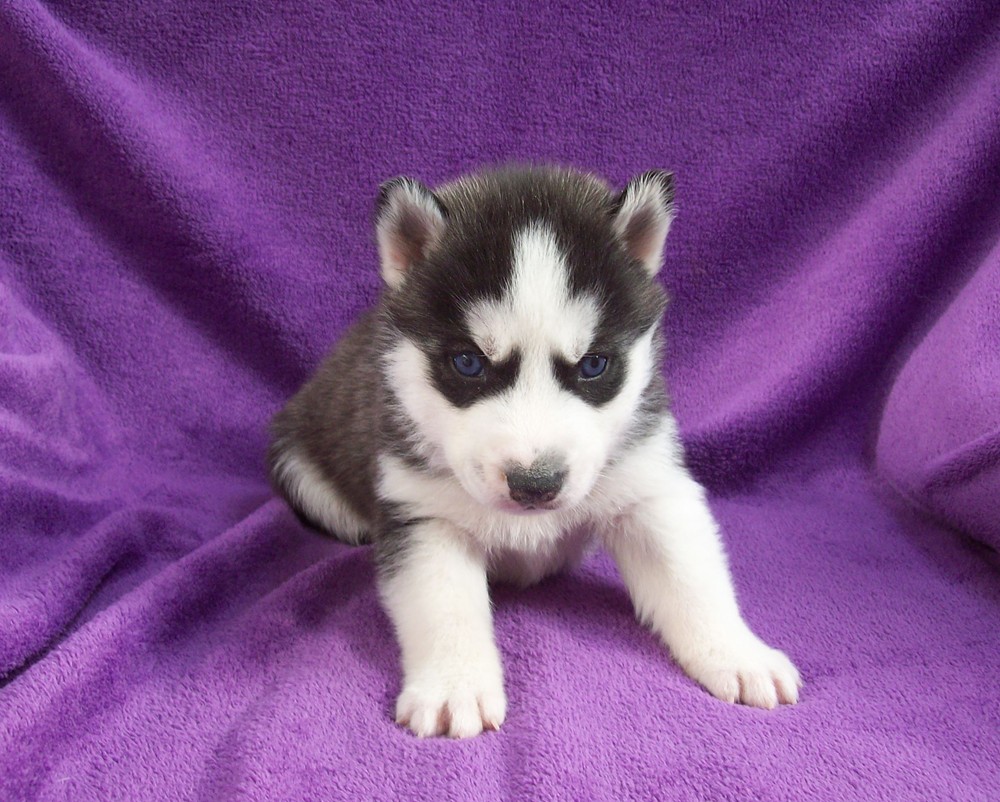Blue eyes husky: alti pui din alte monta