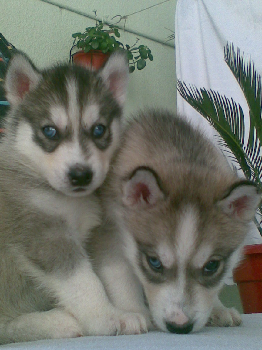 Blue eyes husky: pui husky siberian (linie rusia)