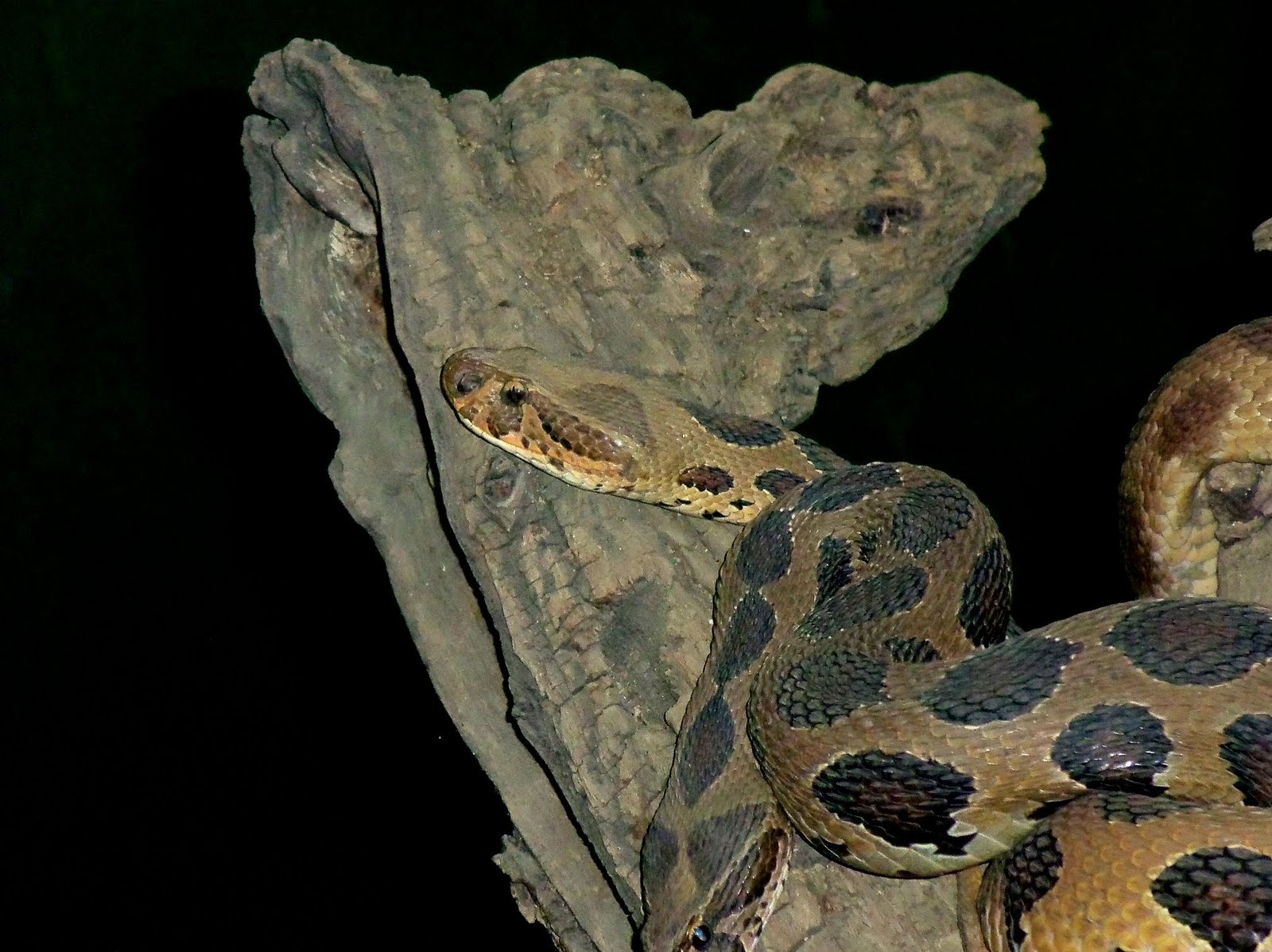 San Clicks: घोणस (Russell's Viper)