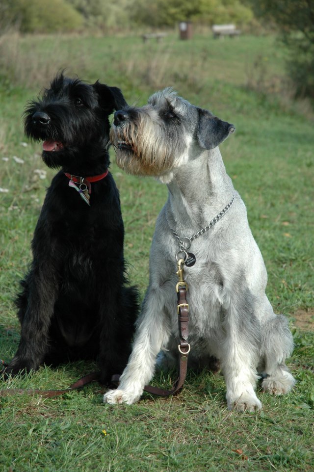 Standard Schnauzer ~ Medium Dog Breeds