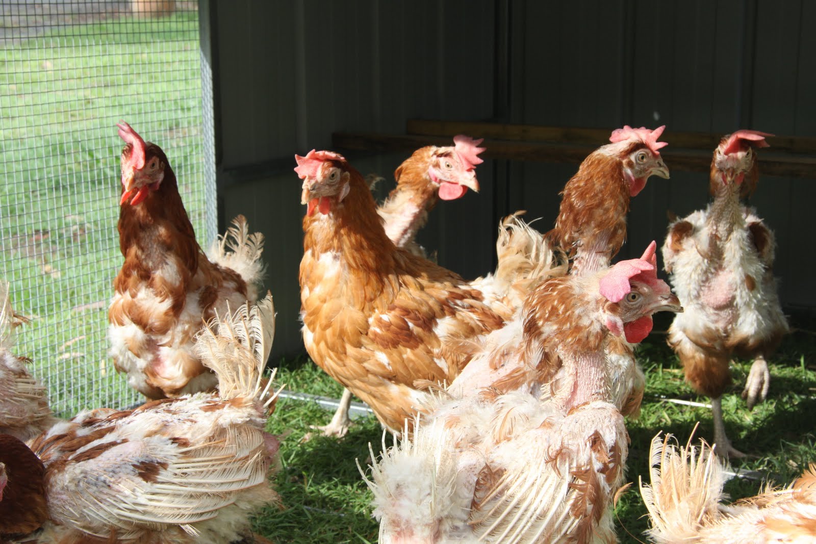 STYLE ON STAGE: Welcome to the Real (chicken) World