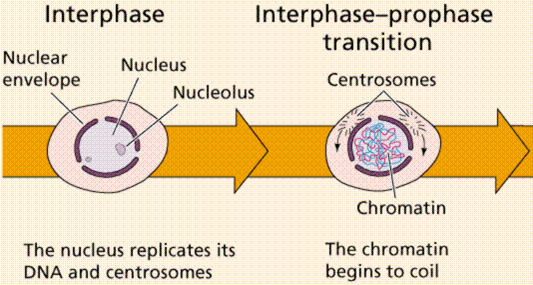 Biologia Celular: Interfase