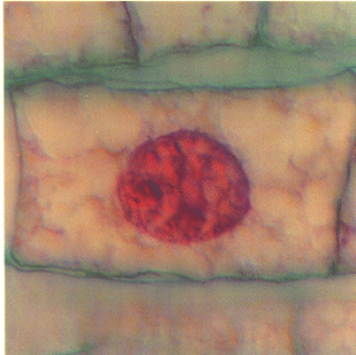 Biologia Celular: Interfase