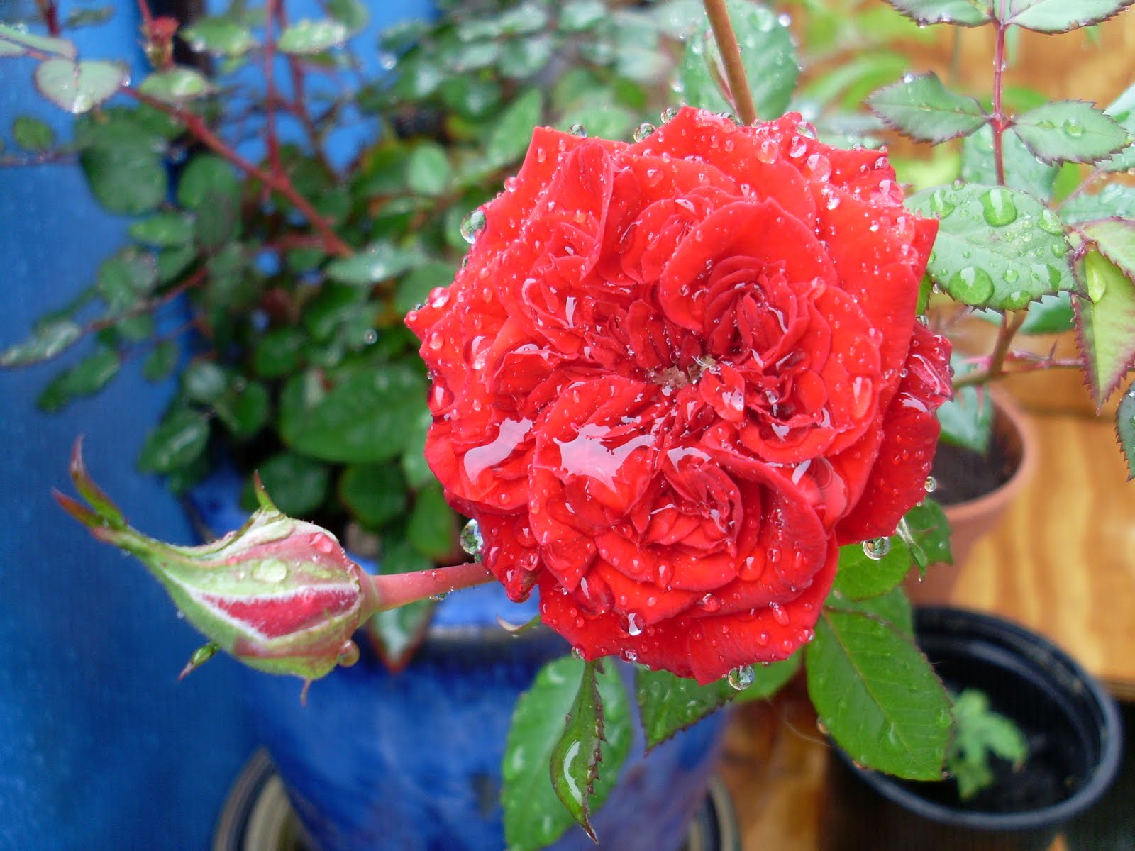 sanne kulker: the most perfect rose i've ever seen...