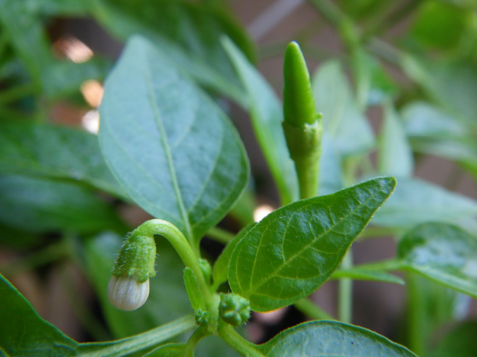 ♥: Chilli Plant