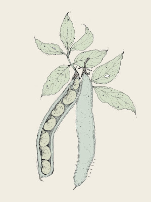 Kerry Lemon: Broad bean drawings