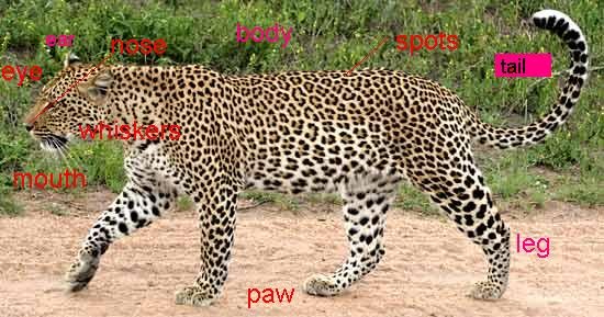 ENGLISH1XESO: Leopard.Parts of the body