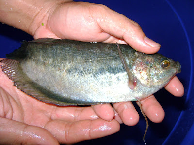 FAMAN ENTERPRISE: SEPAT BENUA